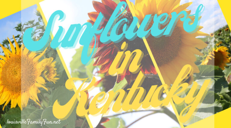 The Ultimate Guide to Summer Events and Family Fun in Louisville