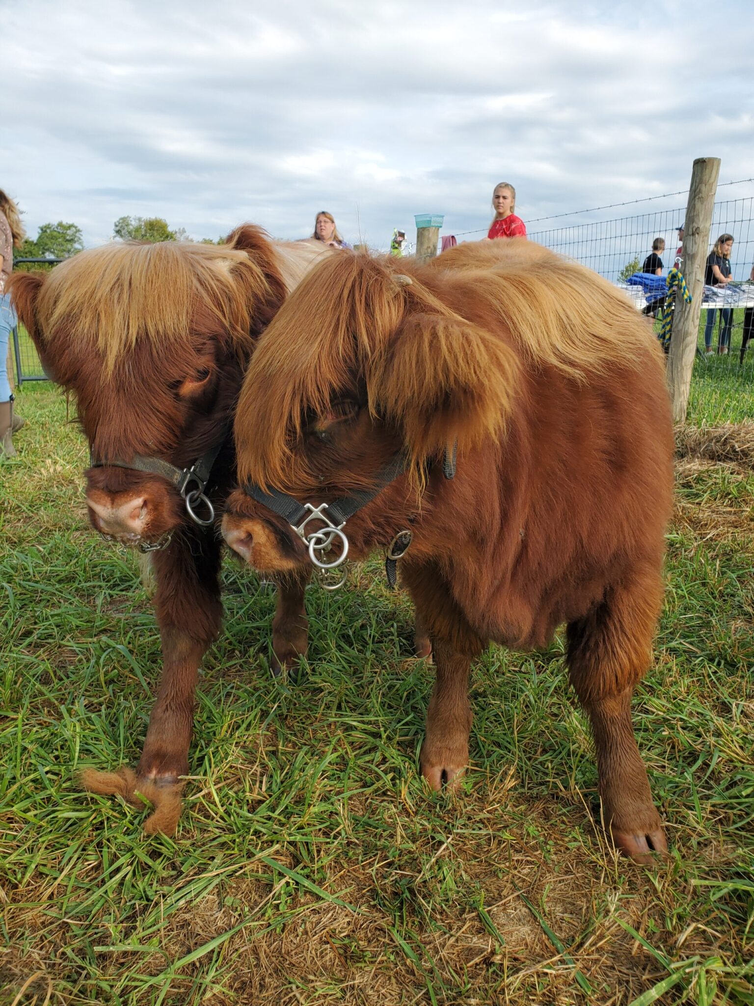 TC Highlands Farm Tour - Louisville Family Fun